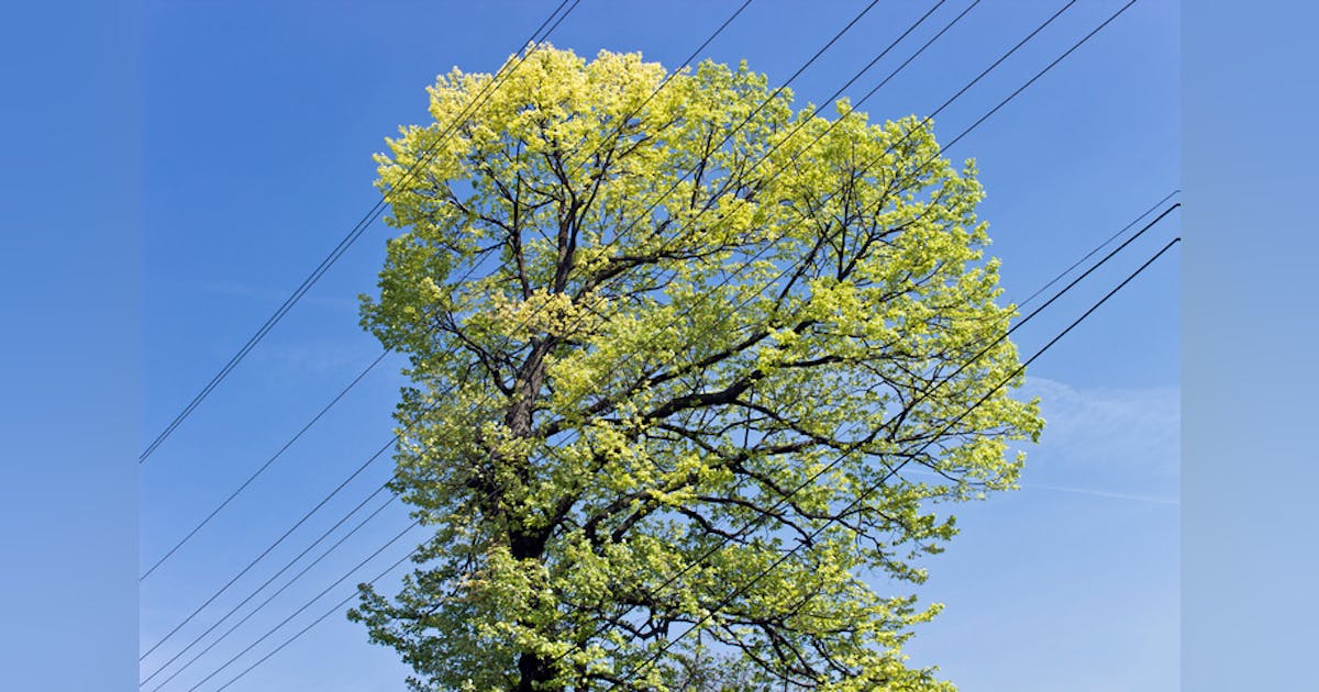 Cross Texas Transmission Employs New Vegetation Management Inspection ... Cross Texas Transmission Employs New Vegetation Management Inspection ...