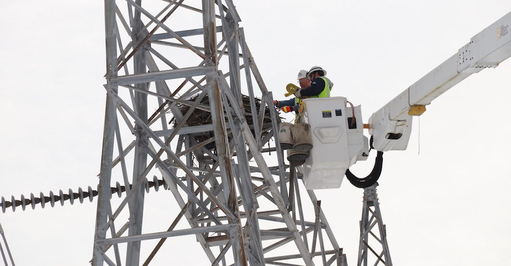 Wildlife Protection: Safeguarding Birds and Substations | T&D World