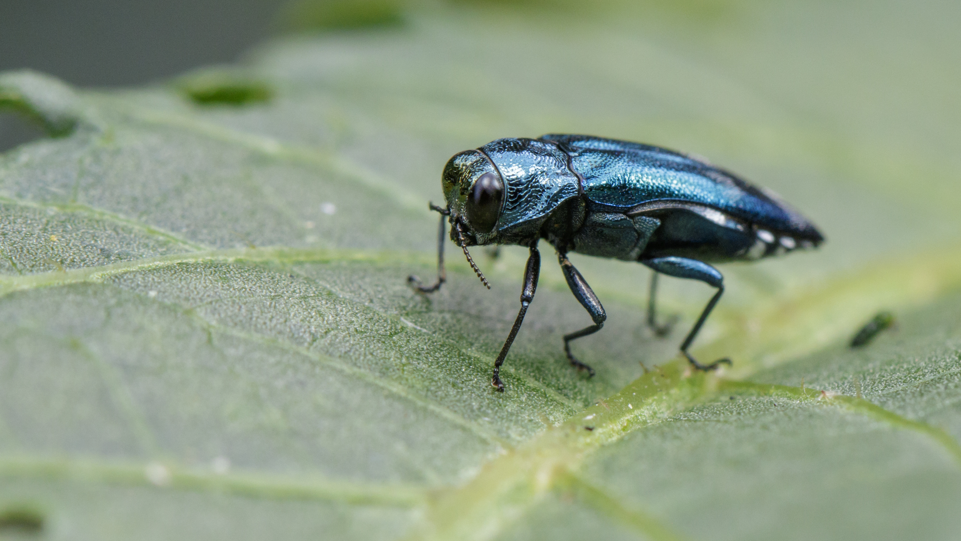 Taking a Multi-Prong Approach to Control EAB Infestations | T&D World