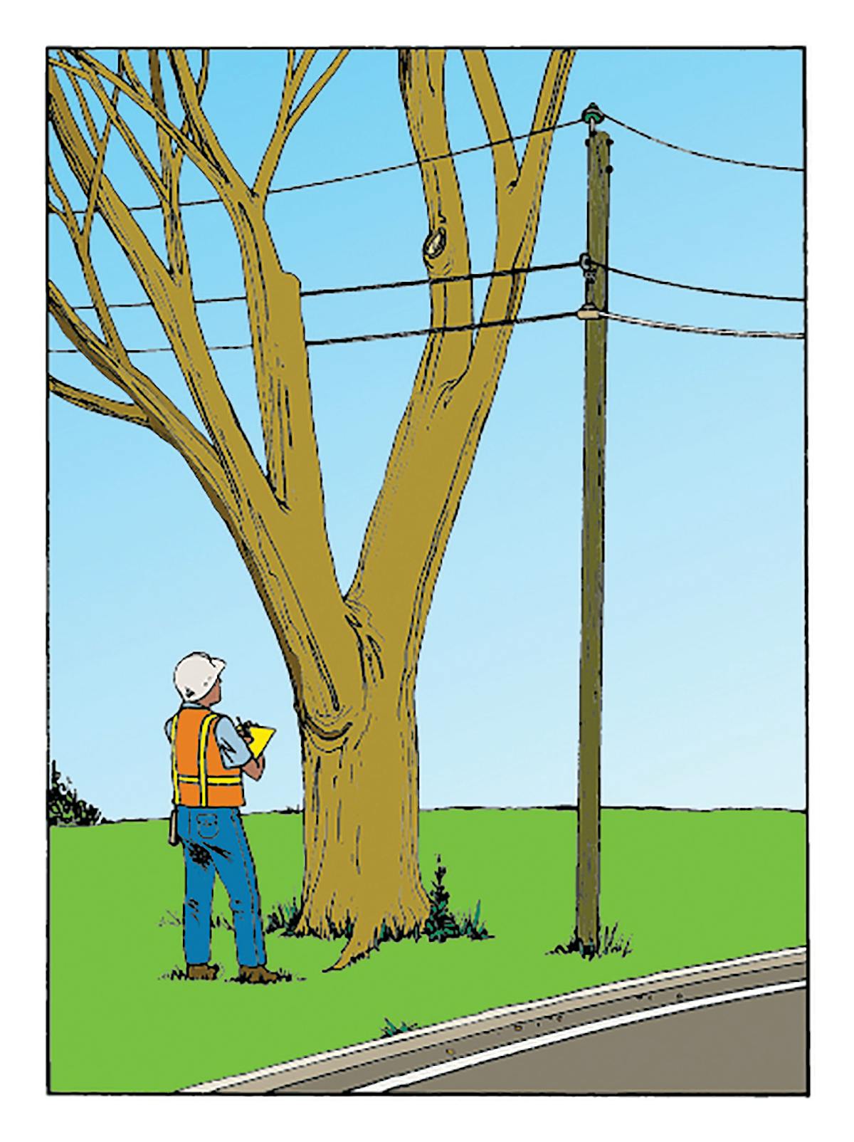 New BMPs Guide Utilities in Assessing Tree Risks | T&D World