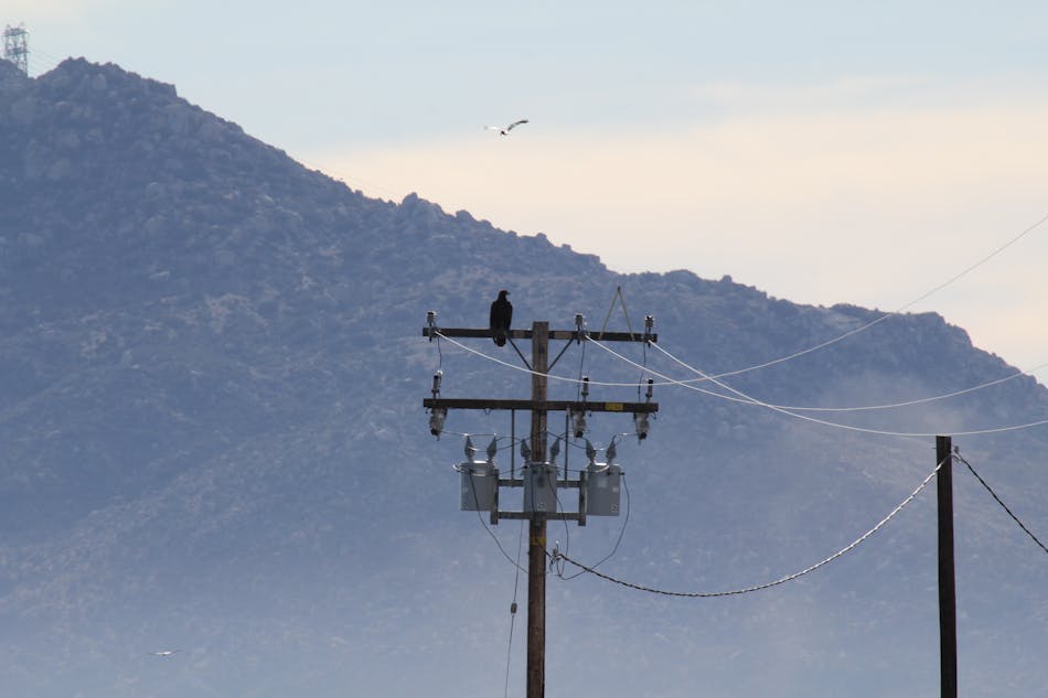 Avian Protection & Wildfire Mitigation Go Hand in Hand | T&D World