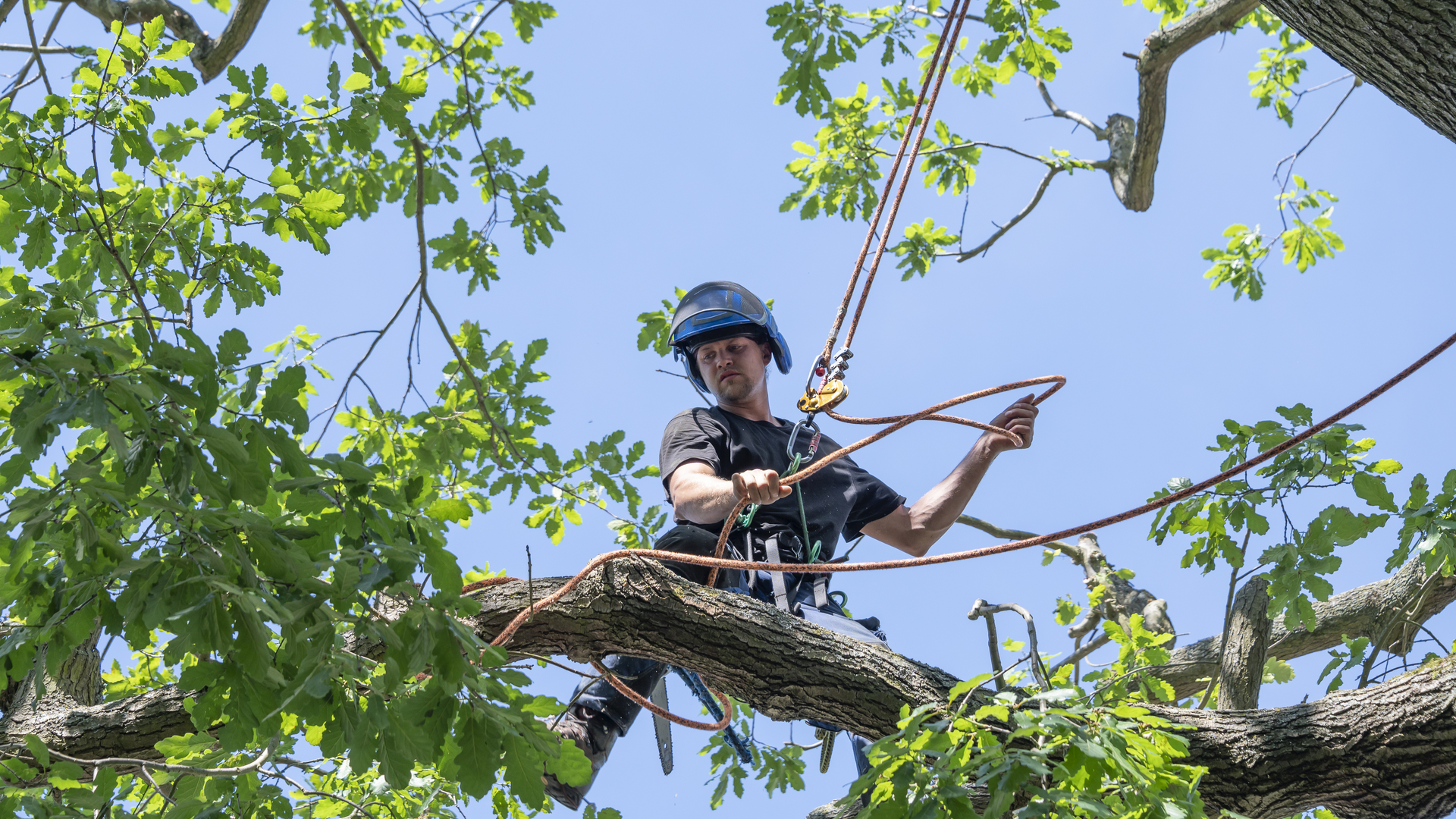 NATS Offers Tech Talk on Saddles for Arborists | T&D World