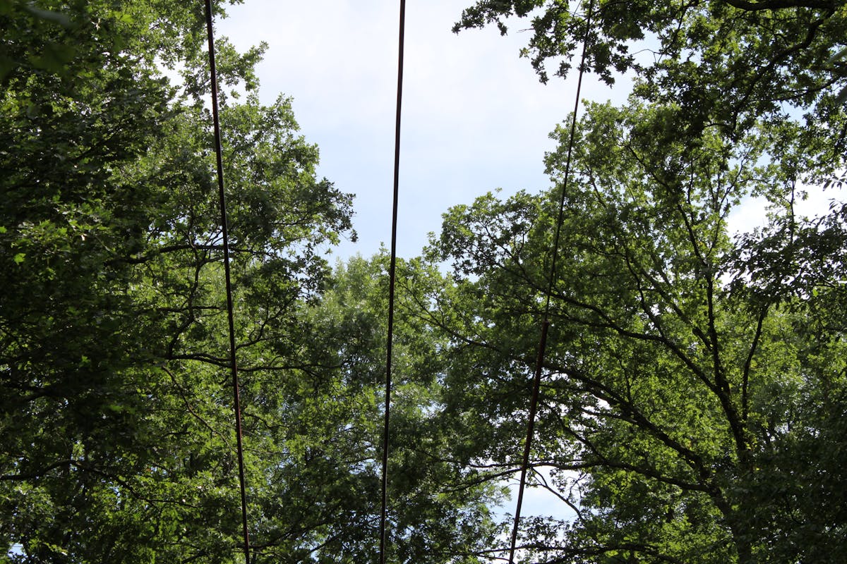 Protecting Overhead Power Lines from Vegetation Clashing | T&D World