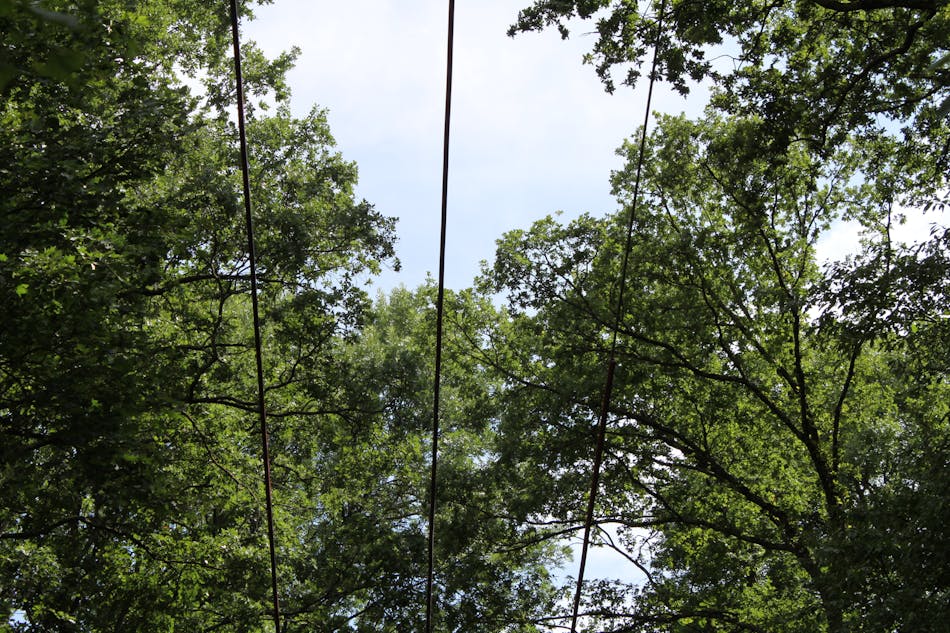 Protecting Overhead Power Lines from Vegetation Clashing | T&D World