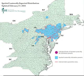 Spotted Lanternfly: Notes from the Quarantined Zone | T&D World