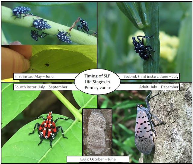 Spotted Lanternfly: Notes from the Quarantined Zone | T&D World