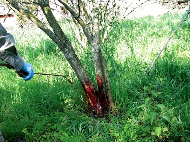 Invasive Watch: Cottonwood | T&D World