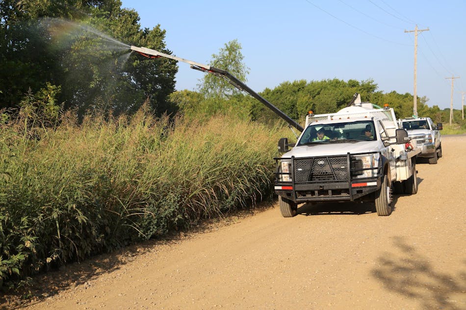 Invasive Watch: Cottonwood | T&D World
