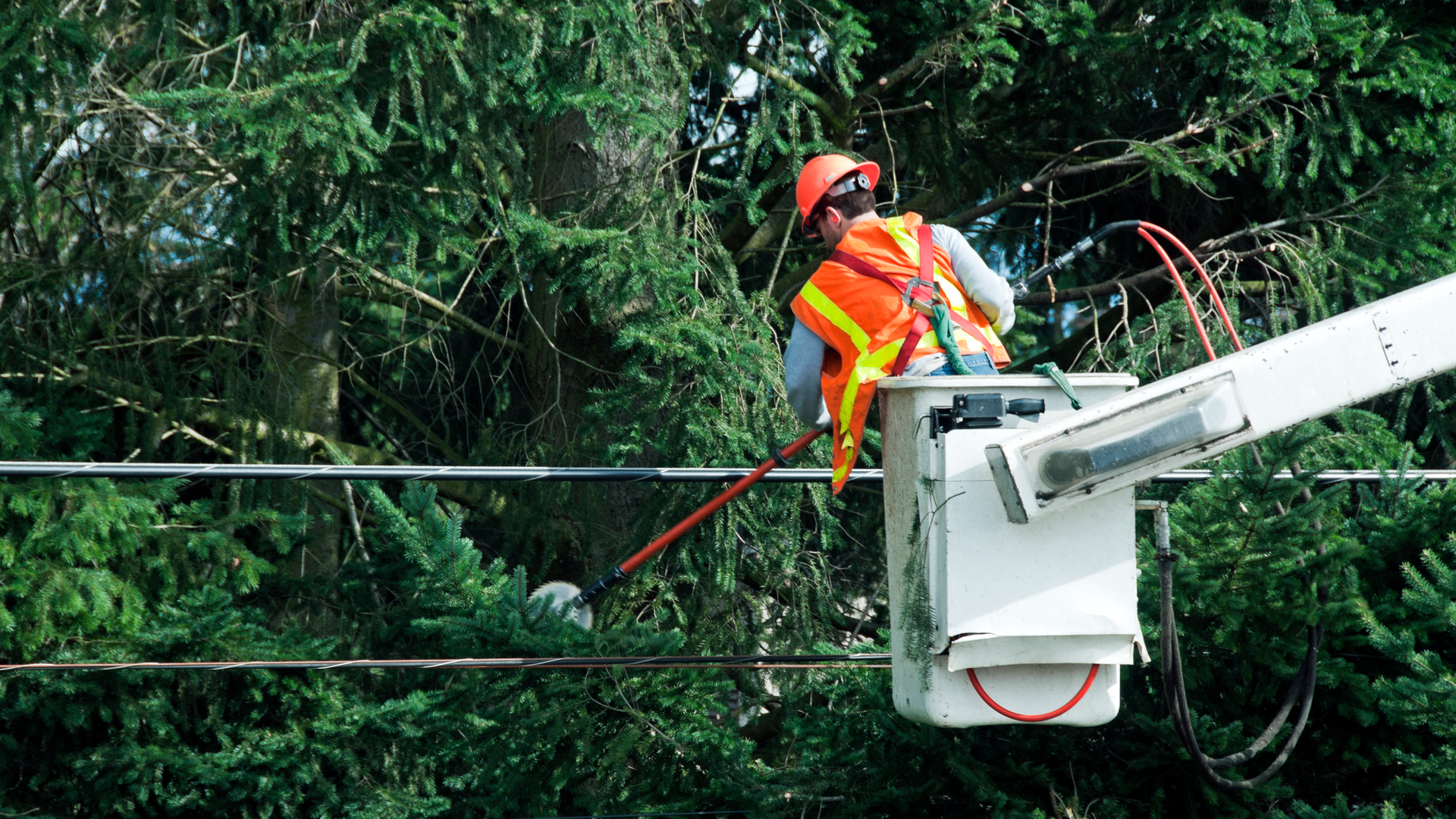 Utility Arborist Association (UAA) Announces New Board Member | T&D World