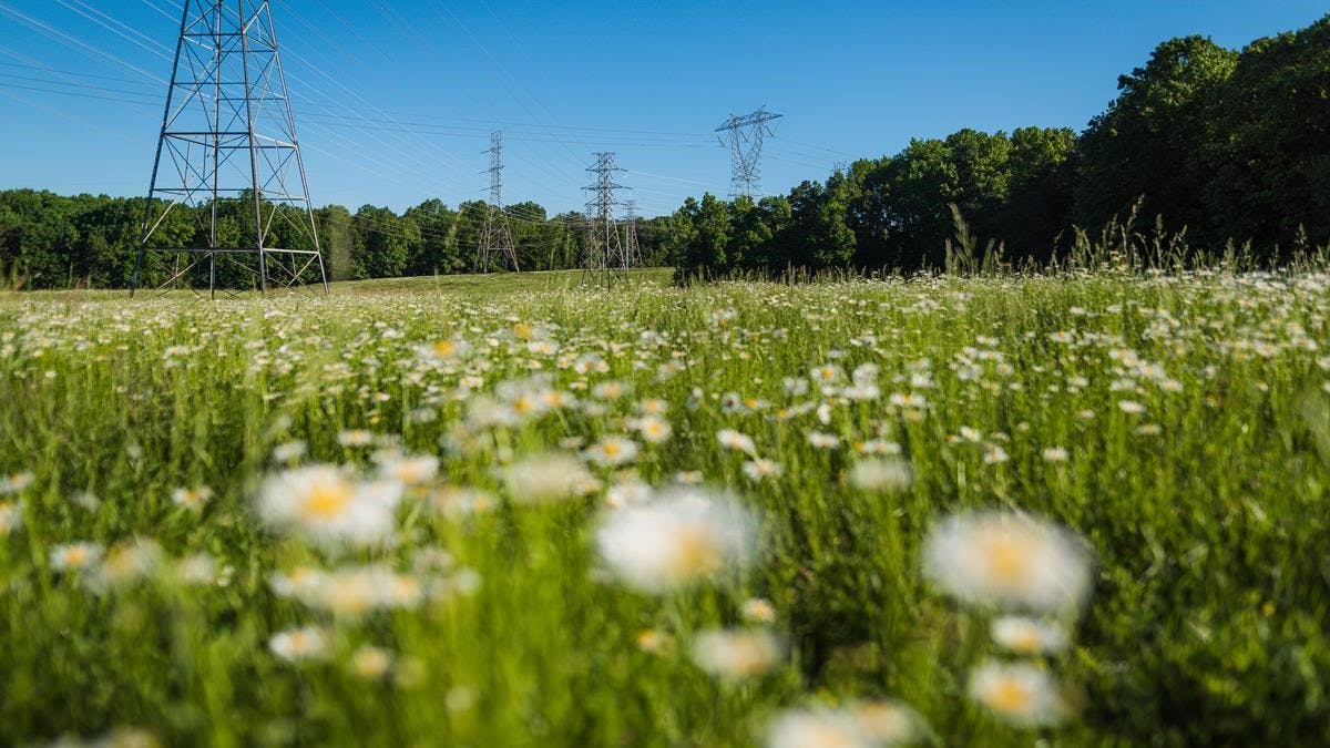 Part Two: Transmission Vegetation Management Transformation | T&D World