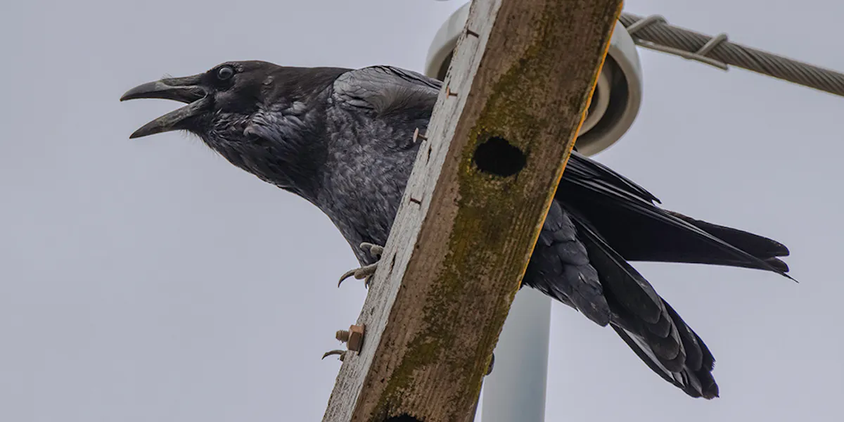 Montana Utility Manages Raven Roosts on Towers | T&D World