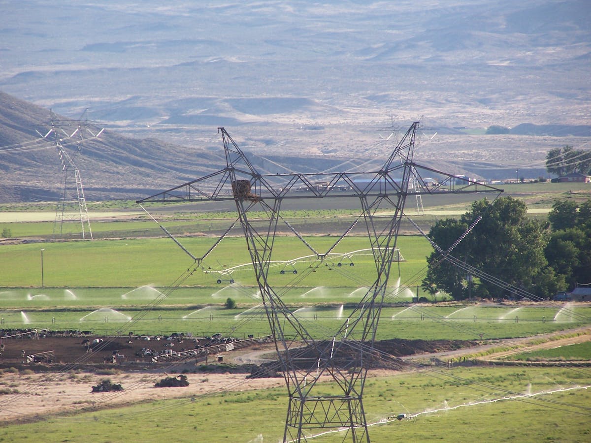 Birds on a Wire: The Perils of Power Lines | T&D World