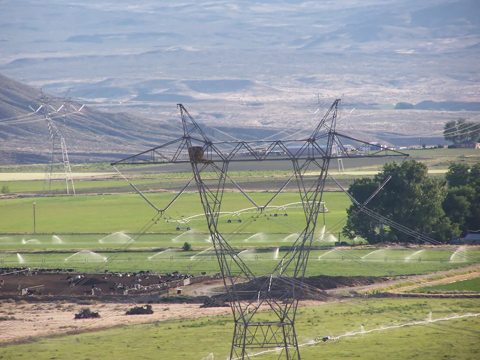 Birds on a Wire: The Perils of Power Lines | T&D World