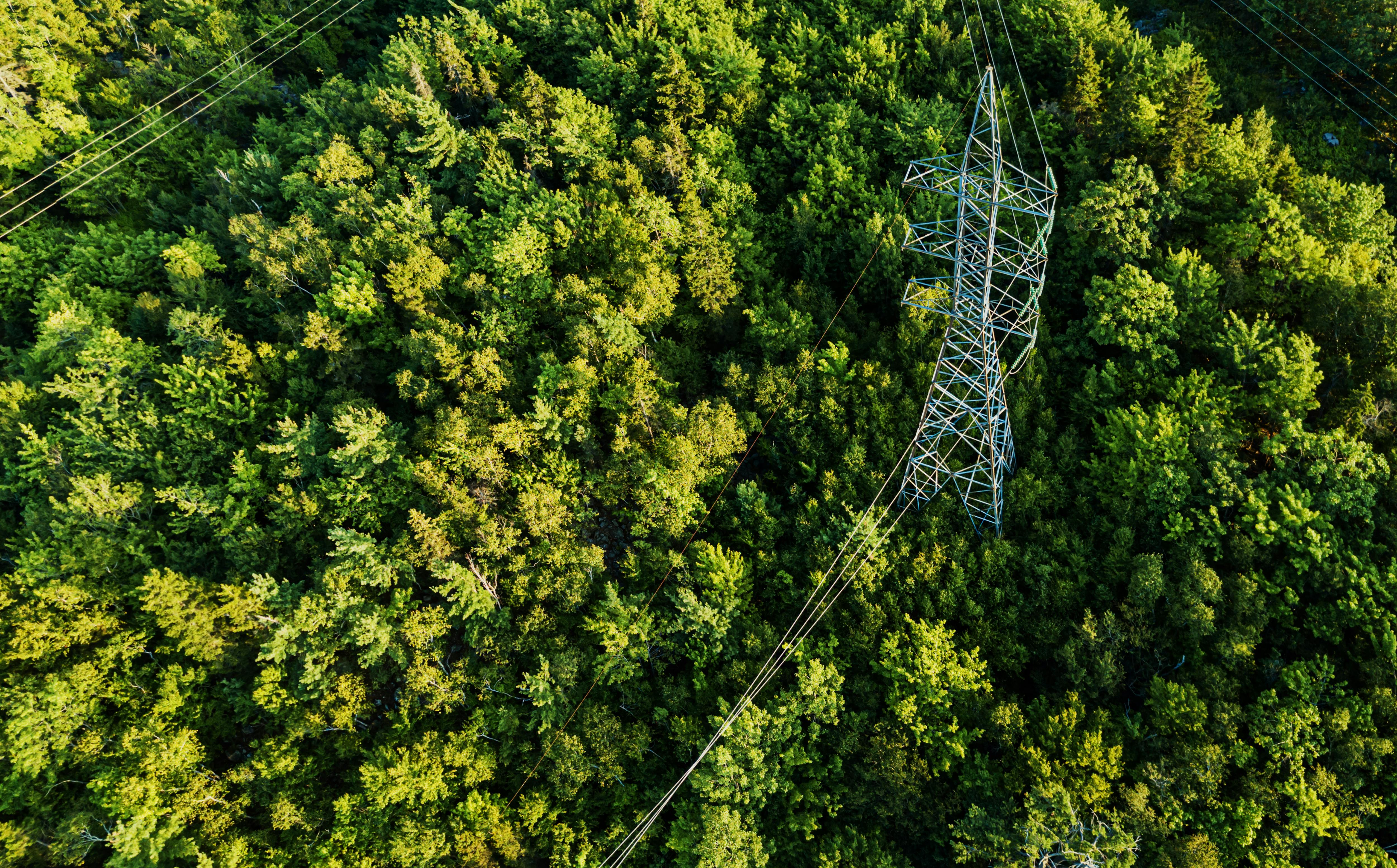 A Smarter System of Record for Utility Vegetation Management | TD World